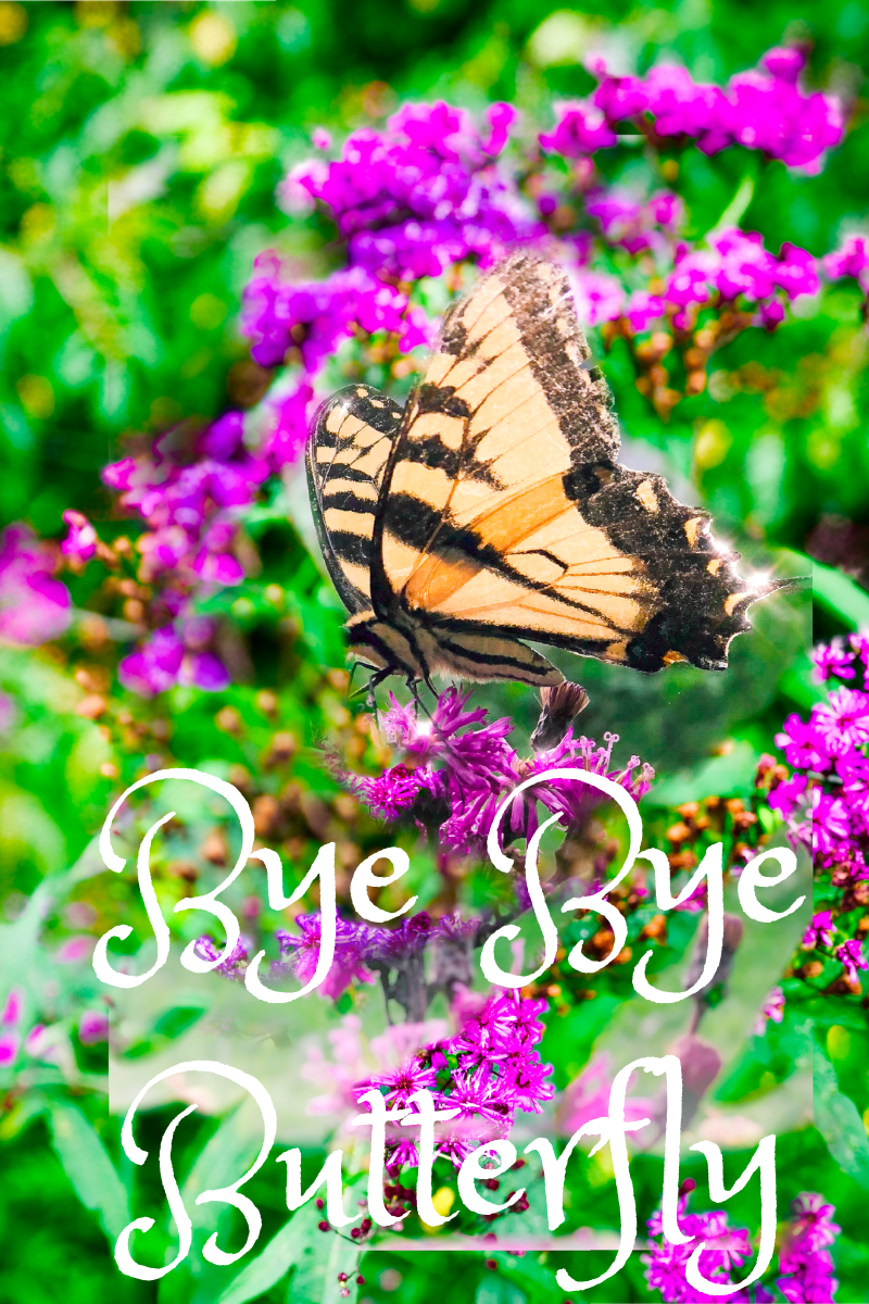 Bye Bye Butterfly – The Perfectly Imperfect Farm Wife